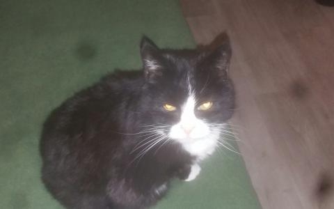 Katten | Dierenasiel.nu